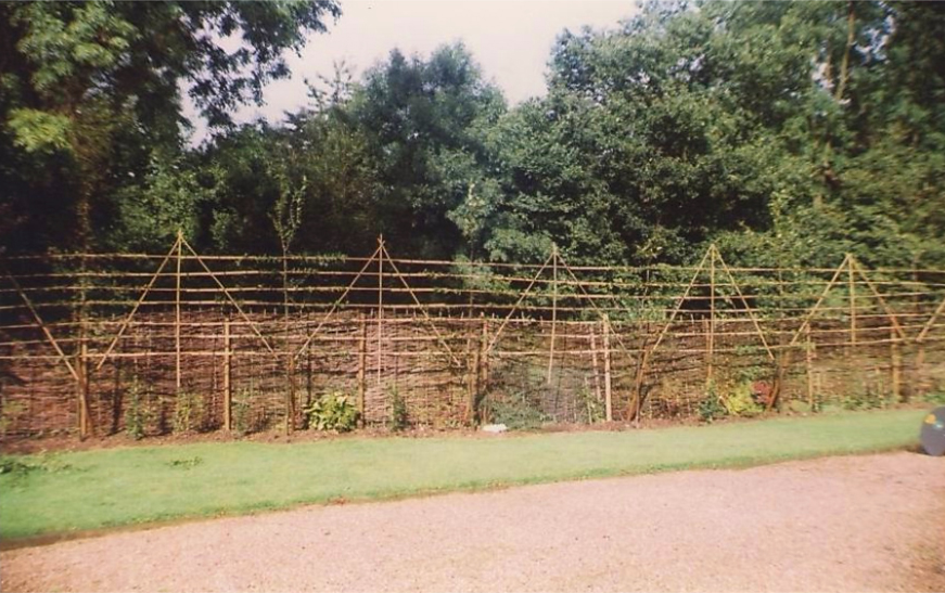 Pleach Screening for Privacy and Aesthetics – Kevin Pressland